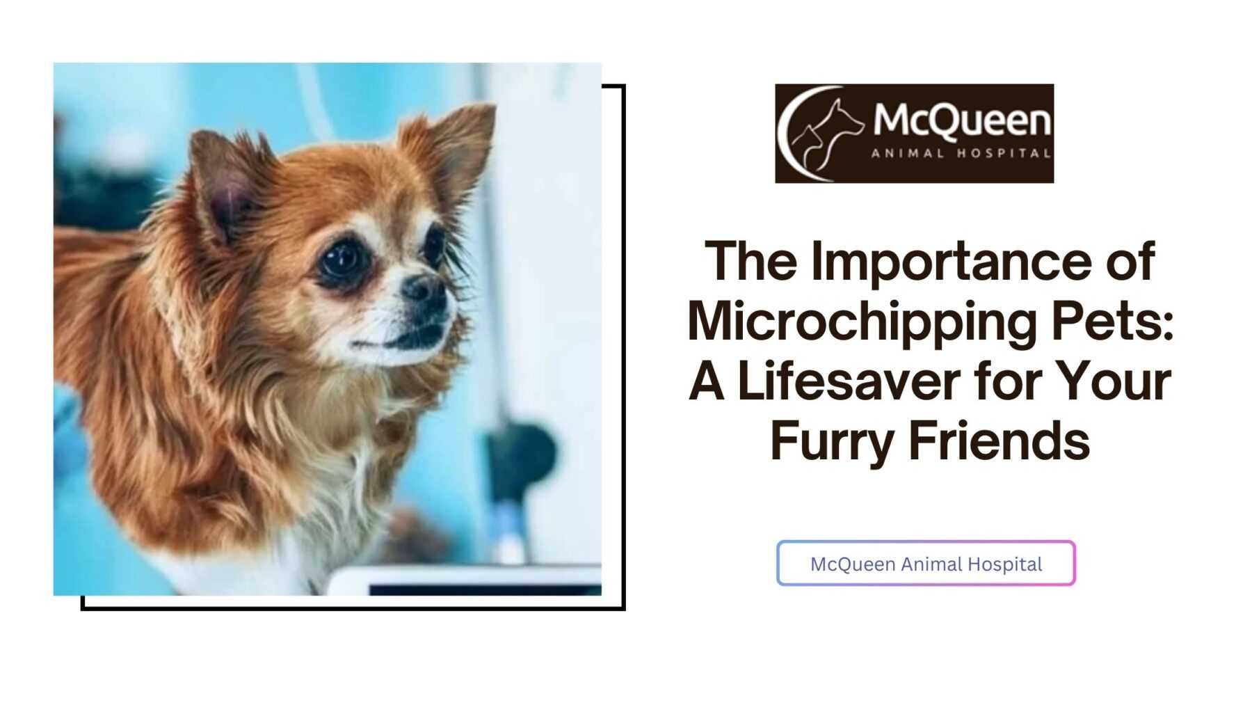 The Importance of Microchipping for Safe Pets