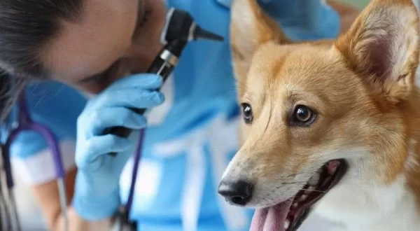 Animal Microchip Implant Halton Hills for Safe Pets